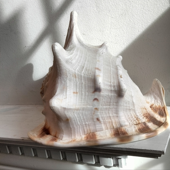 Vintage | Accents | Vintage Large Horned King Queen Helmet Conch Shell ...